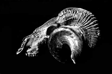 무료 이미지 비행 검정색과 흰색 사진술 어둠 검은 단색화 닫다 오르간 매크로 사진 흑백 사진 3456x2304 46277 무료 이미지 Pxhere