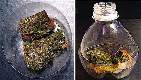 L The Bark Placed In The Plastic Bottle Which Can Then Be Download Scientific Diagram