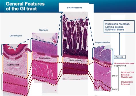 Histology Of The Gi Tract Diagram Quizlet