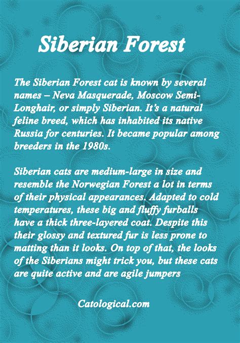 Siberian Forest Behance