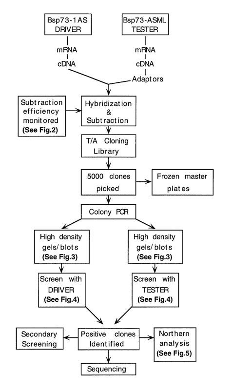 A Schematic Representation Of The Method Download Scientific Diagram