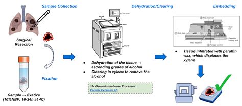 Do You Have Recommendations For Ffpe Tissue Fixation For Xenium 10x