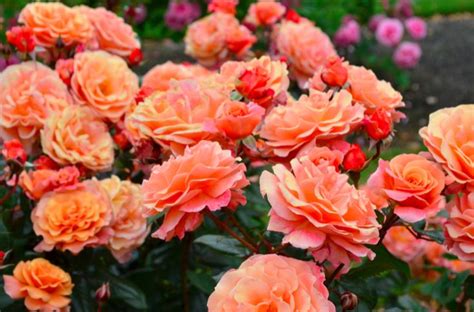 Strawberry Blonde — Rob Somerfield Roses