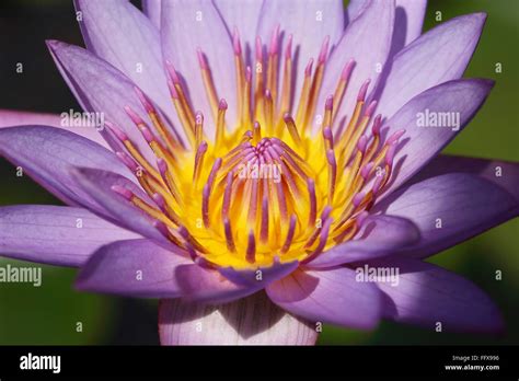 Egyptian Lotus Blue Lotus Sacred Blue Lily Blue Water Lily Water