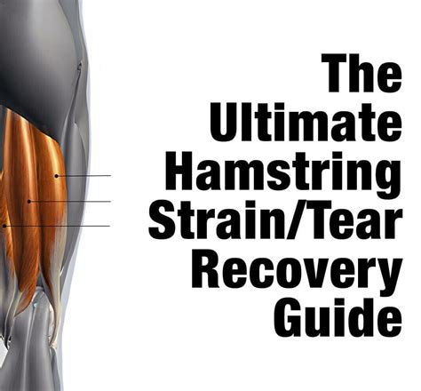 Hamstring Tear Recovery At Amanda Unger Blog