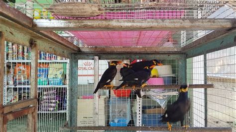 သာလိကာ Youtube