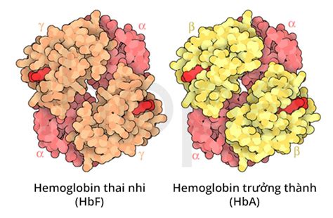 Bệnh Liên Quan đến Hemoglobin F Hbf Ihope