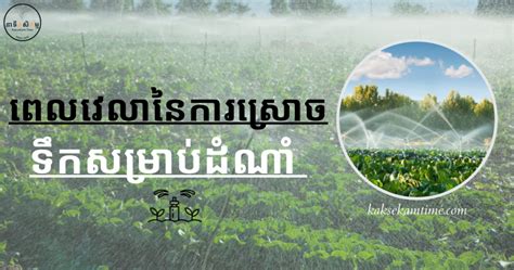 តើយើងគួរស្រោចទឹកដំណាំនៅពេលណា និងមិនគួរស្រោចទឹកនៅពេលណា នាទីកសិកម្ម Kaksekam Time