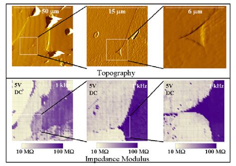 Afm Topography Deflection Top Row And Impedance Modulus Bottom Row