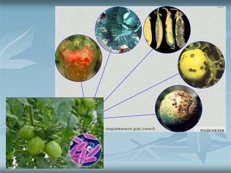 Значение бактерий в природе и жизни человека презентация онлайн