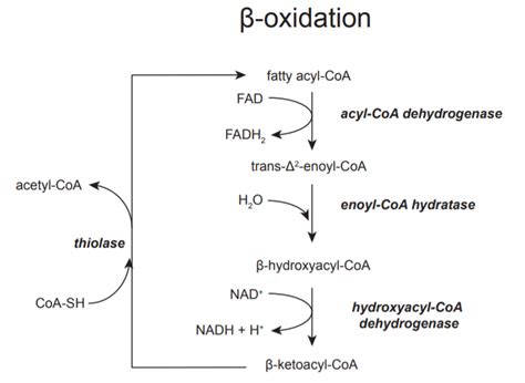 Diagram Of B Oxidation Diagram Quizlet