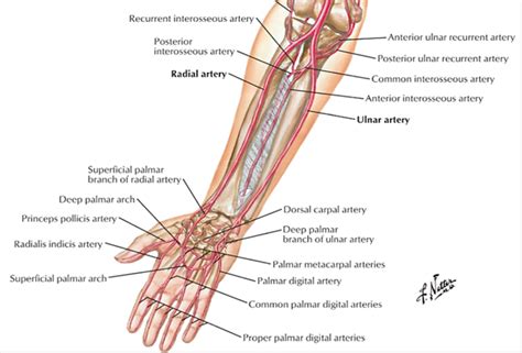 Interosseous Membrane Of Forearm