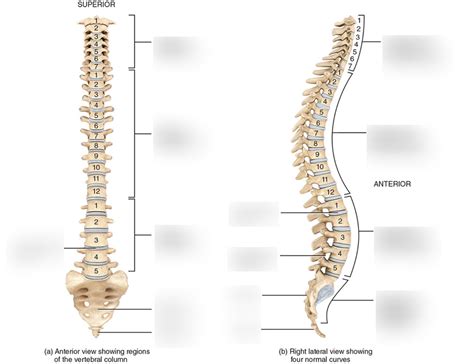 Lab Practical 2 Axial Skeleton Diagram Quizlet