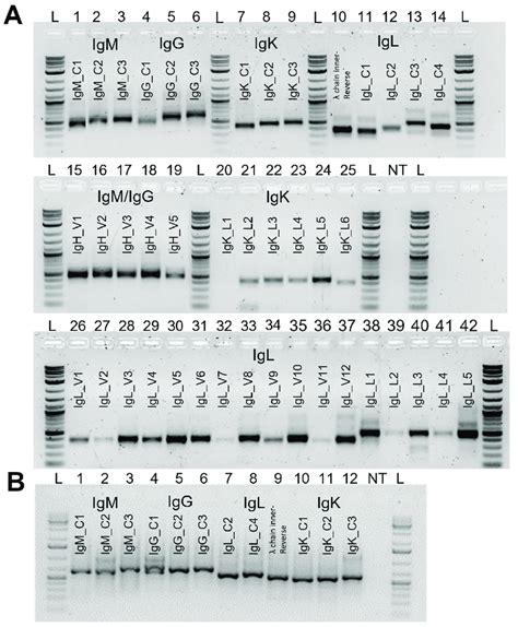 Pcr Primer Validation A Cattle Cdna Amplification Using Heavy And Download Scientific