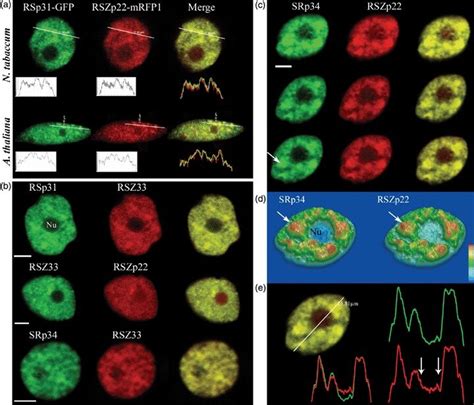 Colocalization Of Sr Factors After Agrobacterium Mediated Transient Download Scientific Diagram