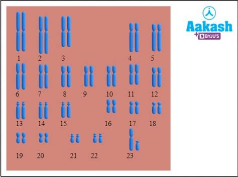 Difference Between Haploid And Diploid In Biology Definition Types And Importance AESL