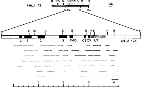 Figure 1 From Exon Intron Organization And Complete Nucleotide Sequence