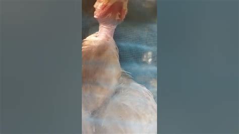 দেশি মুরগি পালন পদ্ধতি দেশিমুরগি দেশি মুরগি পালন পদ্ধতি Foryou Shorts Shortviral