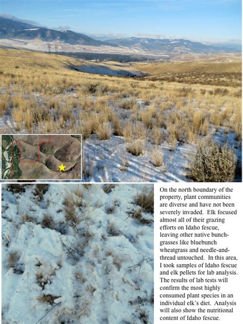 Elk Monitoring Update 121611 Mpg Ranch