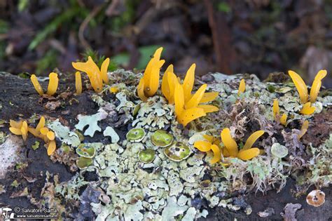 MICOLOGIA Di Salvatore Saitta Calocera Cornea