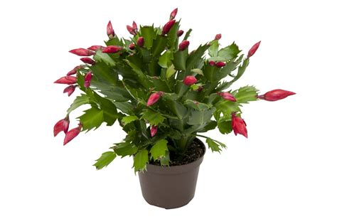 Растение шлюмбергера (57 фото)