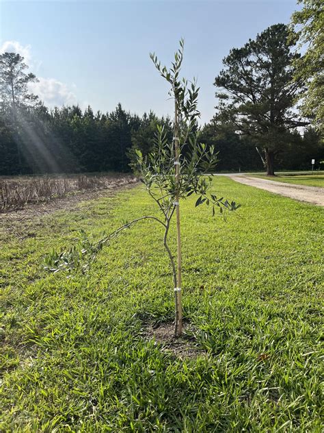 Olive Tree Pruning R Horticulture