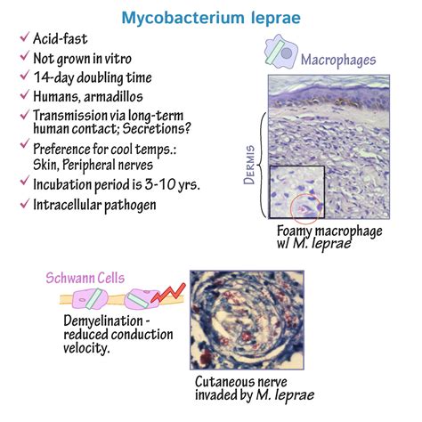 Mycobacterium Leprae