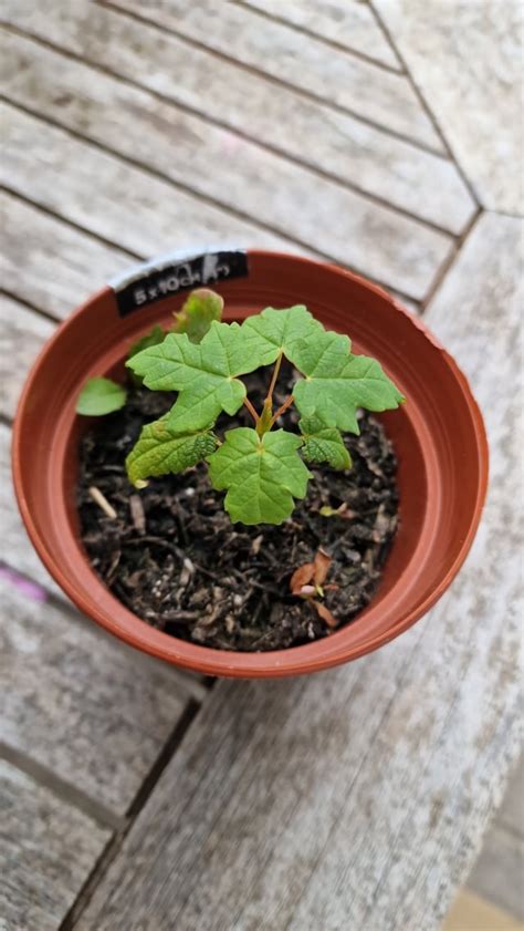 Can You Help With Identifying These Uk Tree Saplings R Tree