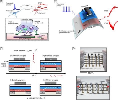 A Stretchable And Reconfigurable Synaptic Transistor Zhu Smartmat