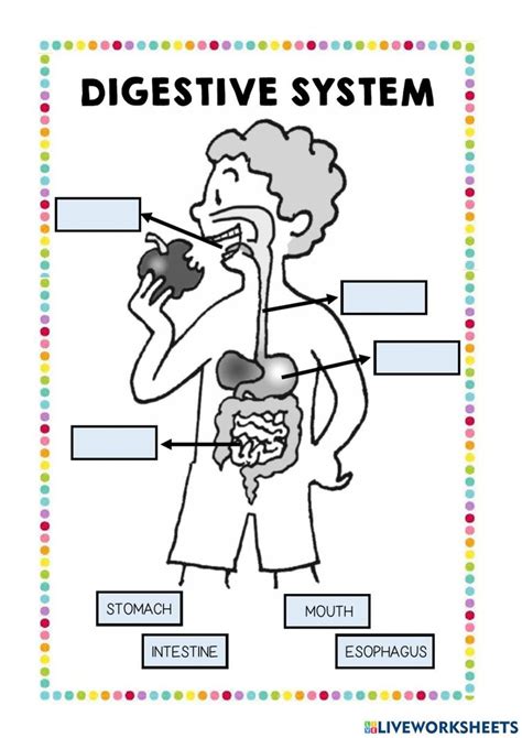 Digestive System Interactive Activity For 2 Digestive System