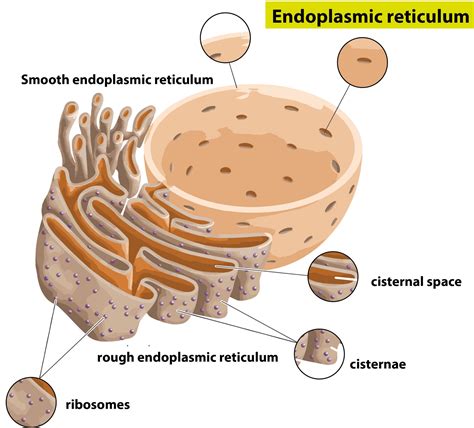 Smooth Vs Rough Endoplasmic Reticulum Key Differences Simplified
