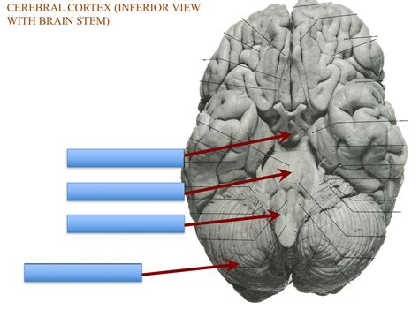 Cerebral Cortex Inferior View 4 Diagram Quizlet