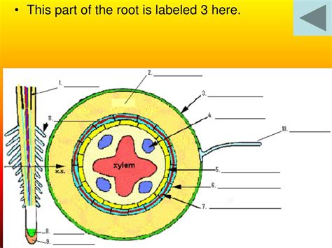 PPT Unit Lesson Root Types Structures And Functions PowerPoint Presentation ID