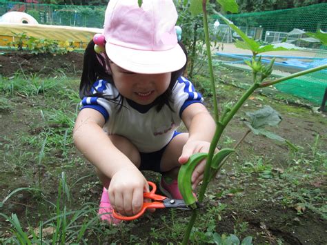 夏野菜を収穫しました 千葉県八街市の八街泉幼稚園栄伸学園