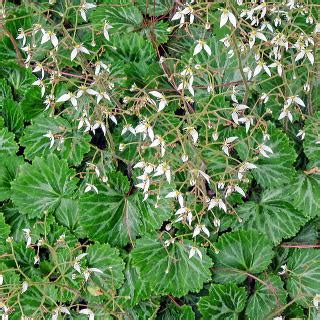 ユキノシタ 新花と緑の詳しい図鑑