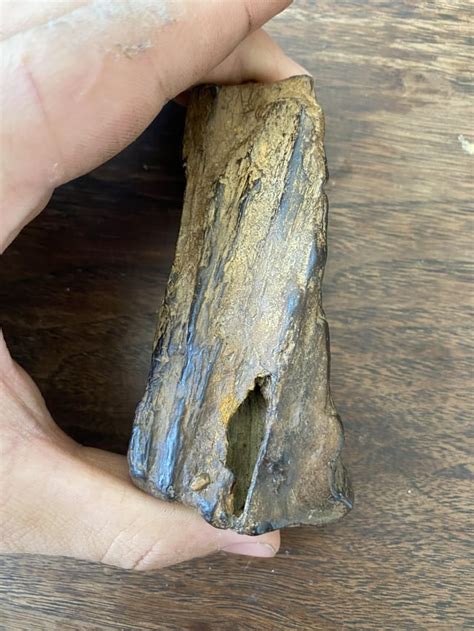 Is This A Fossilized Bone R Fossilhunting