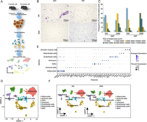 Snrna Seq Of Young And Old White Adipose Tissue A Workflow Overview Download Scientific