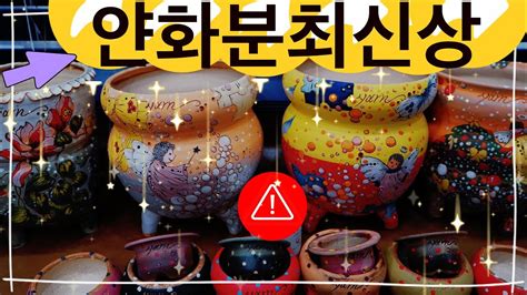 24213일최신상얀분 가격정보고정댓글확인다육화분다육식물다육수제화분다유기yarnpotecheveria多肉植物potter얀분도예 Youtube