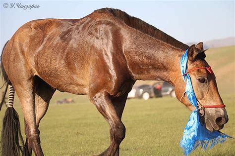 БАТХААНЫ ХҮЛЭГ МСУХ Added A New БАТХААНЫ ХҮЛЭГ МСУХ