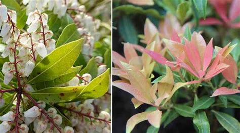 21 Evergreen Shrubs With Pictures For Front Or Backyard