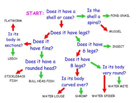 Identification Classification Key Teaching Resources