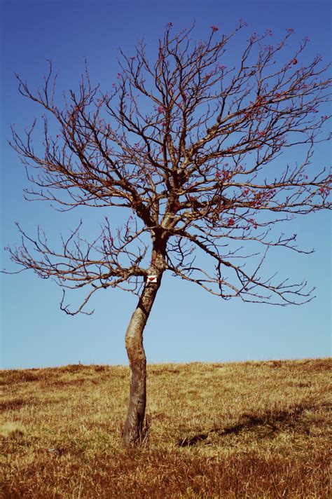 무료 이미지 자연 분기 하늘 목재 대초원 건조한 늙은 마른 흙 푸른 죽은 나무 심미적 인 가지 끈적 끈적한 생태계 가뭄 꽃 피는 식물