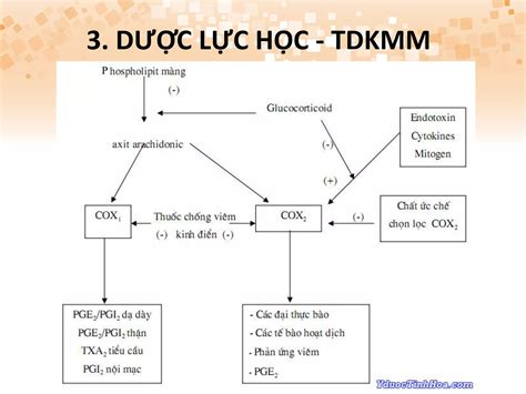 Adverse Effects Of Corticosteroids Tác Dụng Kmm Của Các