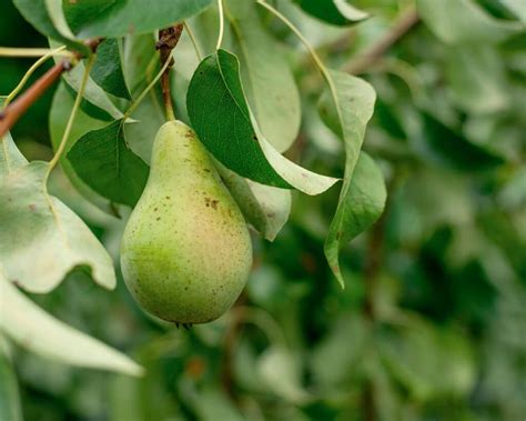 5 Pear Tree Diseases And Pests That Can Wreck Your Orchard And How To