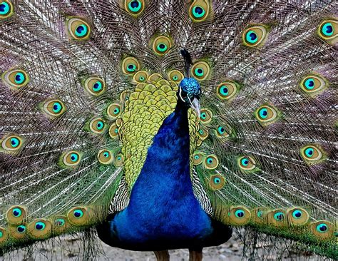 Peacock Peafowl Indian Free Photo On Pixabay Pixabay