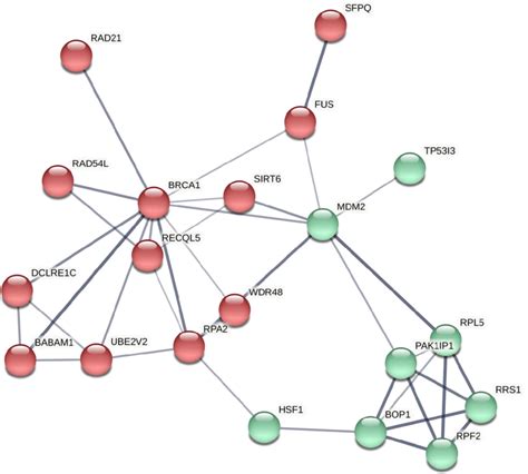 Functional Interactions Between Ddrdna Repair And Ribosome Biogenesis
