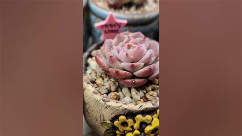 어메이징그레이스 다육이 다육식물 베란다정원 식물등아래 Youtube