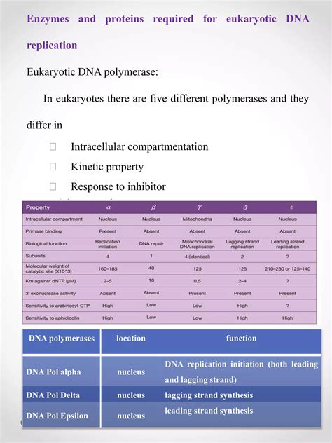Eukaryotic Dna Replication Pptx