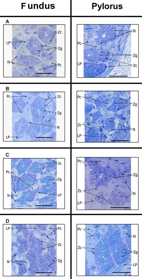 Light Microscopic Images Of A Longitudinal Section At Various Download Scientific Diagram