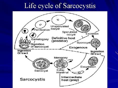 Apicomplexa Structure Phylum Apicomplexa Class Sporozoea Subcl Coccidia